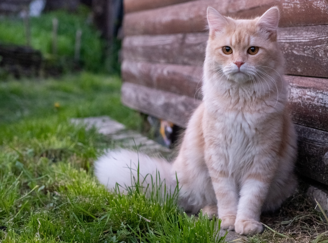 Is Your Cat Vomiting Pink or Passing Blood? What Every Pet Parent Needs ...